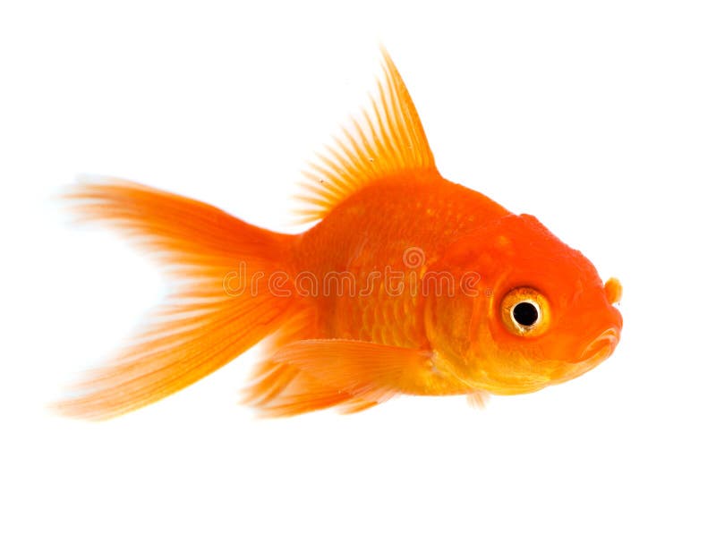 Poisson rouge image stock. Image du couleur, poissons - 39940505