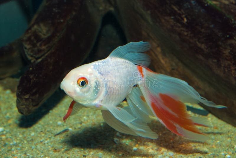 Poisson Rouge Dans L'aquarium Sur Le Fond Bleu Photo stock - Image du ...