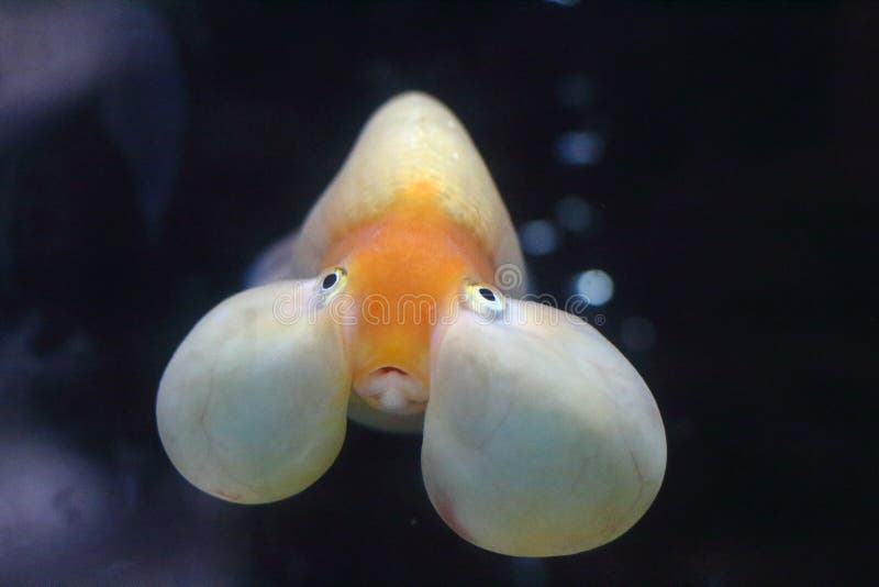 Poisson Rouge Avec Deux Bulles Photo stock - Image du aquarium, bulle ...