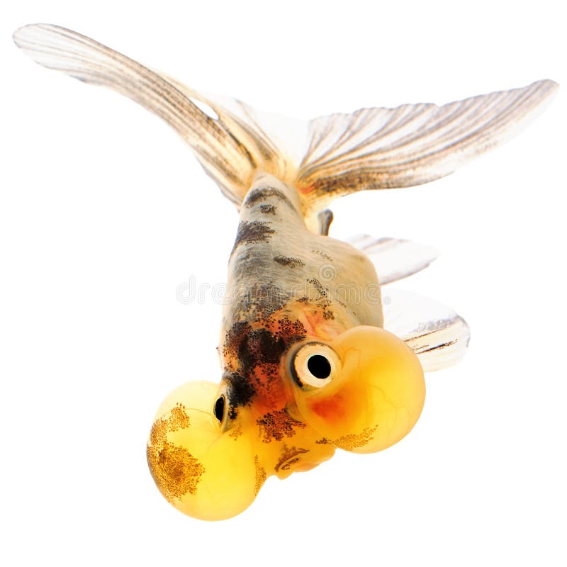 Poisson rouge à bulle image stock. Image of flotteur - 191834997