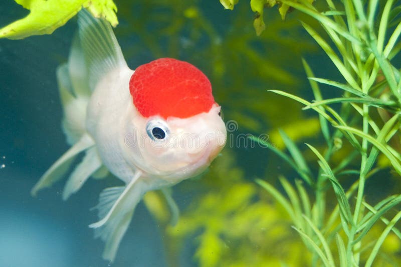 Poisson Rouge Dans L'aquarium Sur Le Fond Bleu Photo stock - Image du ...