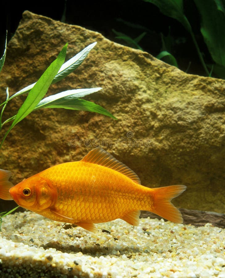 POISSON ROUGE Carassius Auratus Stock Photo - Image of goldfish, asia ...