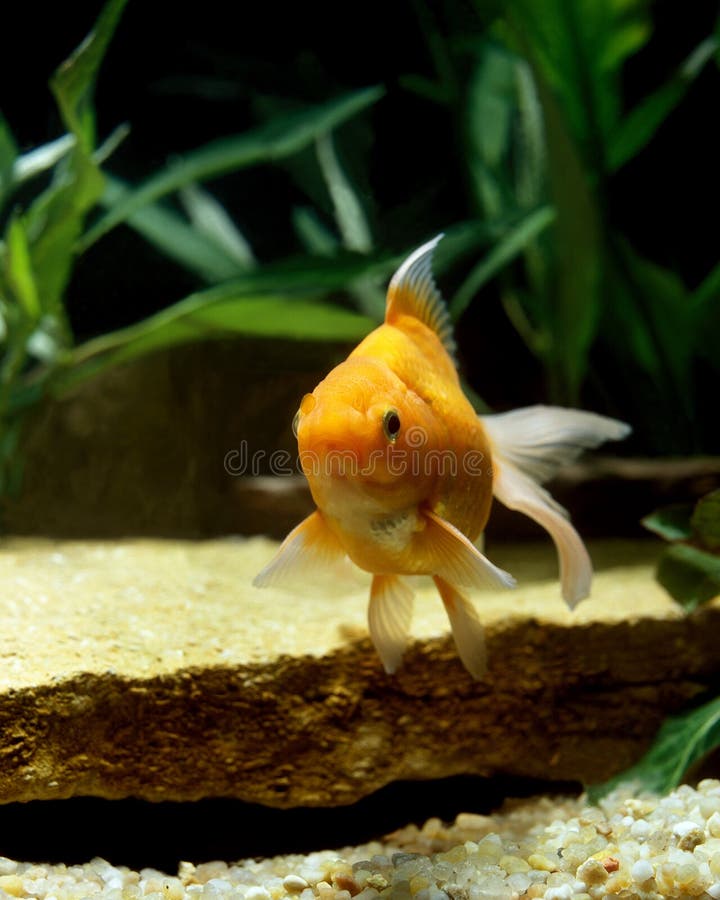POISSON ROUGE COMETE Carassius Auratus Stock Image - Image of carassius ...