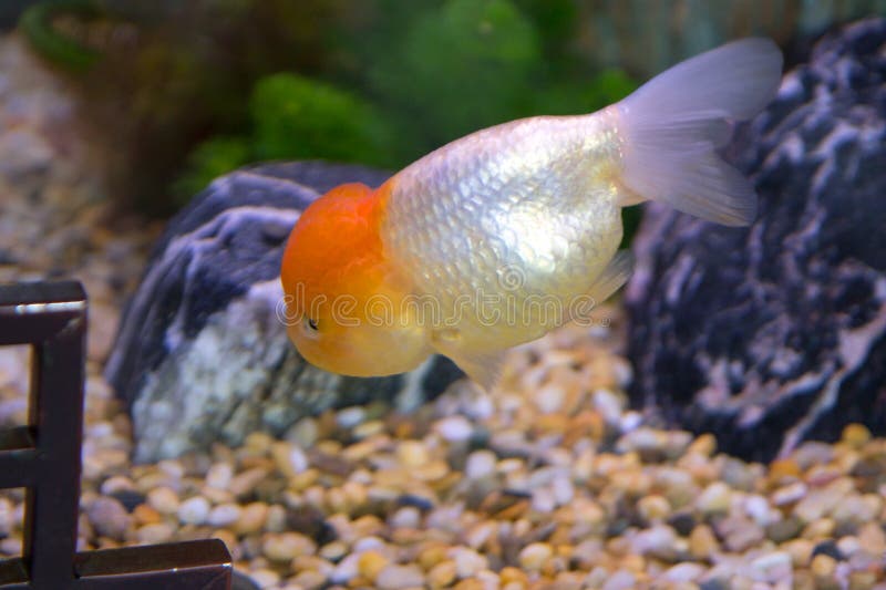 Poisson Rouge D'aquarium - Oranda Image stock - Image du rouge ...