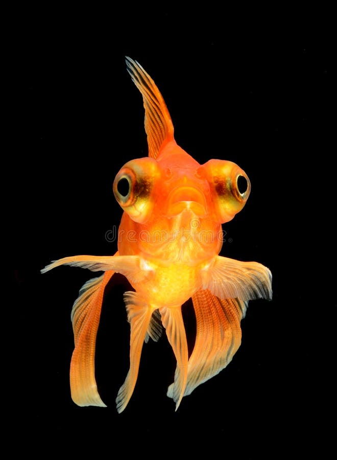 Poisson Rouge D'isolement Sur Le Fond Noir Image stock - Image du tony ...