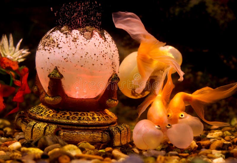 Poisson Rouge Avec Un Oeil De Bulle, De Carassius Auratus Image stock ...