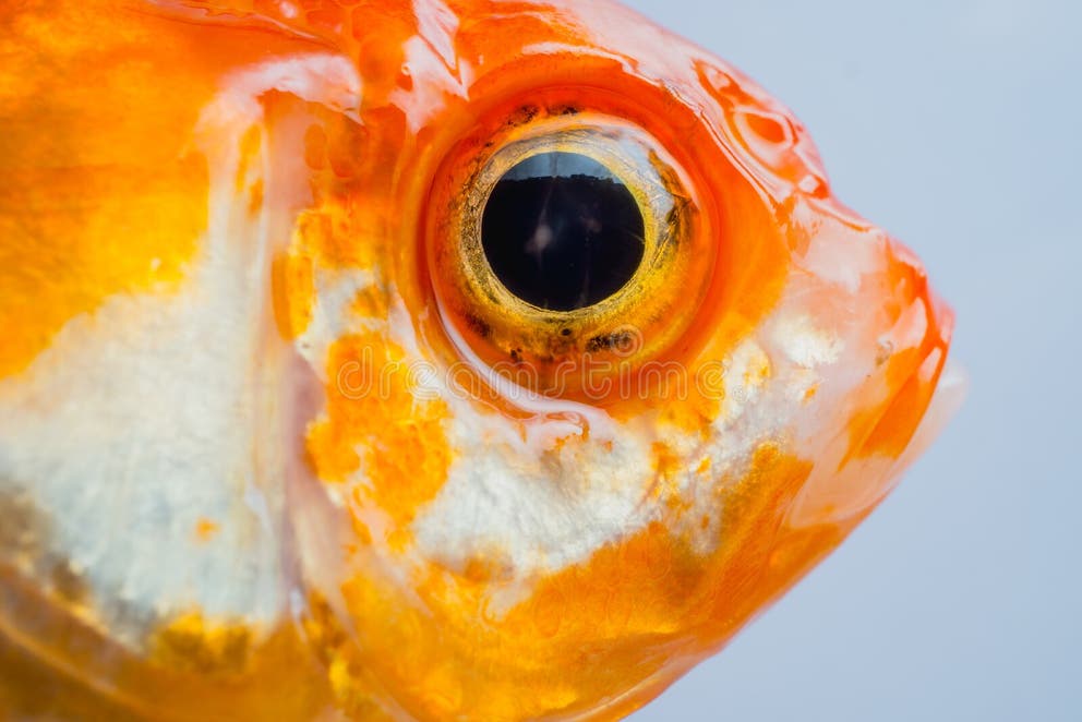 Poisson Rouge D'oeil Et De Visages Image stock - Image du petit ...