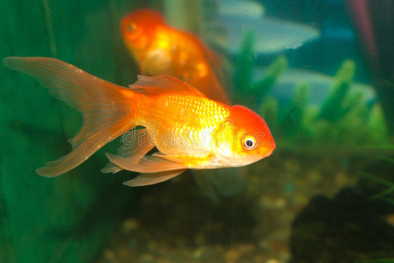 Poisson Rouge D'oranda D'or Photo stock - Image du vert, japonais: 30276466