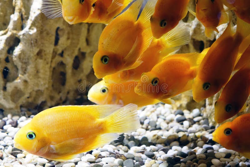 Poisson Rouge Dans L'aquarium Photo stock - Image du amour ...