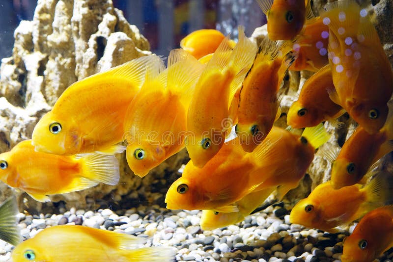 Poisson Rouge Dans L'aquarium Photo stock - Image du amour ...