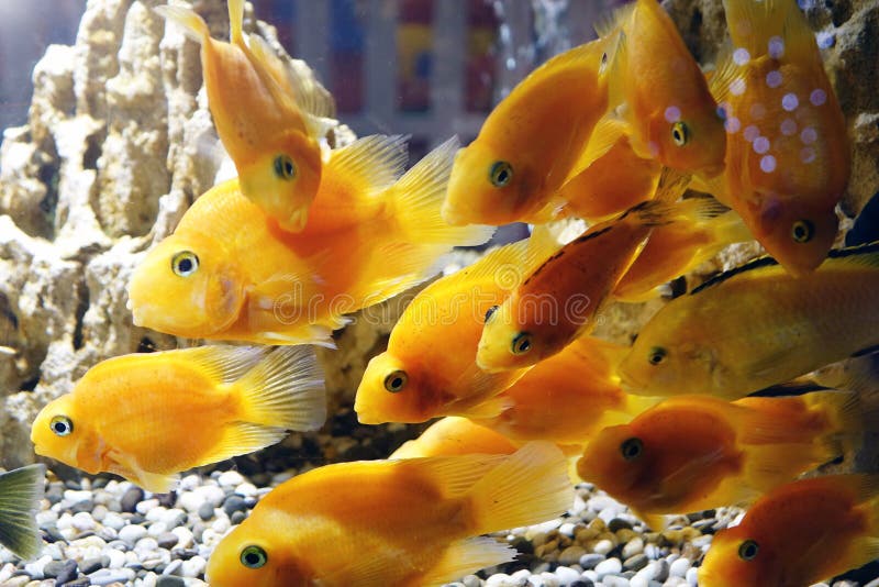 Poisson Rouge Dans L'aquarium Photo stock - Image du amour ...
