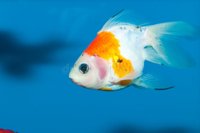 Poisson Rouge Dans L'aquarium Sur Le Fond Bleu Photo stock - Image du ...