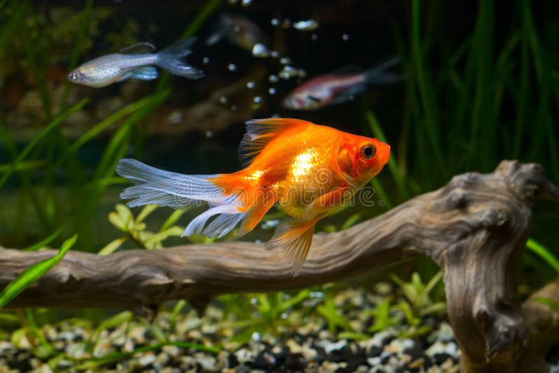 Poisson Rouge Dans L'aquarium Image stock - Image du aquarium, dans ...