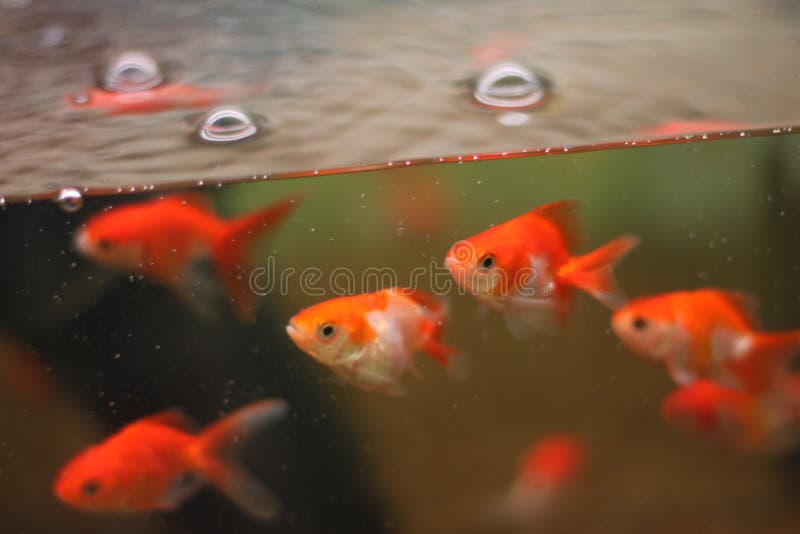 Poisson Rouge Dans L'aquarium Image stock - Image du centrales ...