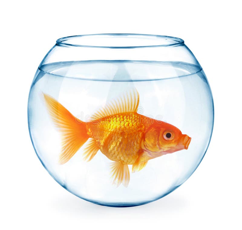 Poisson Rouge Dans L'aquarium D'isolement Sur Le Blanc Photo stock ...