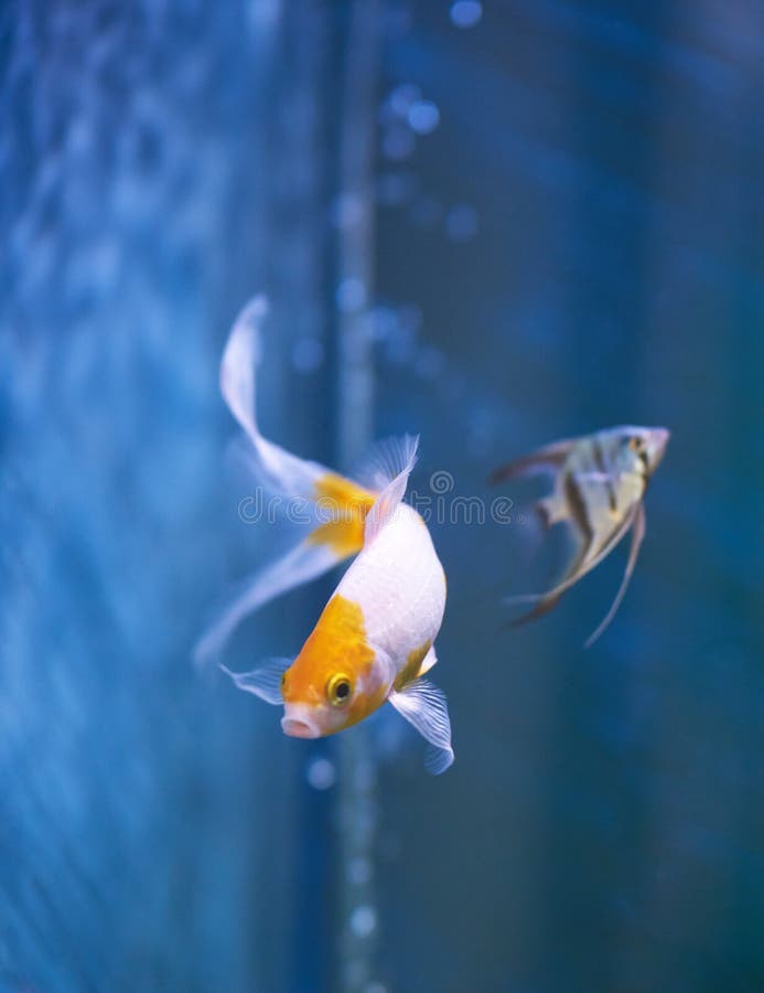 Poisson Rouge Dans L'eau Bleue D'aquarium Image stock - Image du espace ...