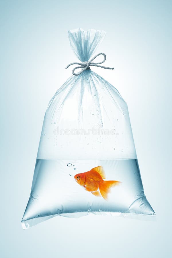 Poisson rouge dans le sac image stock. Image du attaché - 34647579