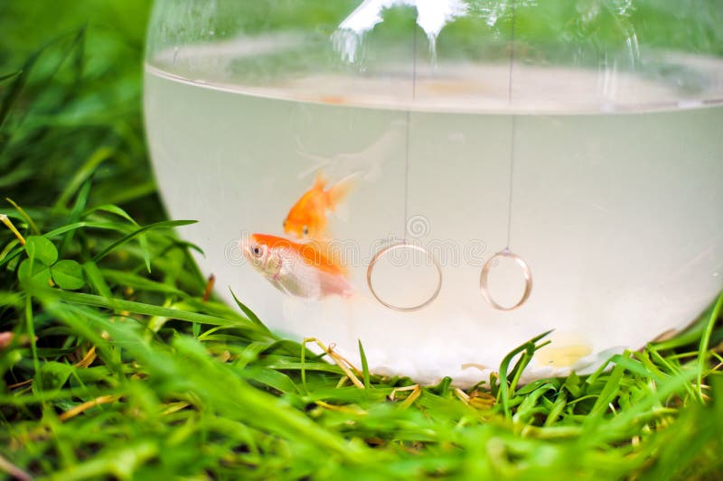 982 Photos de Poisson Rouge Dans Un Bocal Poissons - Photos de stock ...