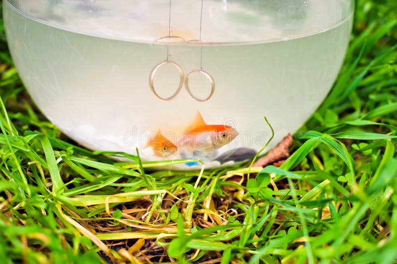 Bocal Poissons Photos Stock - Téléchargez 457 Photos libres de droits