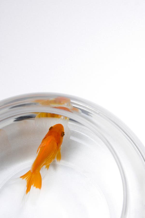 982 Photos de Poisson Rouge Dans Un Bocal Poissons - Photos de stock ...