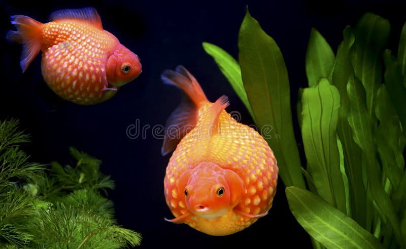 Poisson Rouge De Boule De Golf De Pearlscale Image stock - Image du ...
