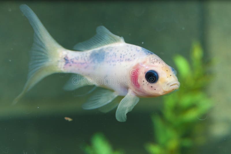 Poisson Rouge Dans L'aquarium Sur Le Fond Bleu Photo stock - Image du ...