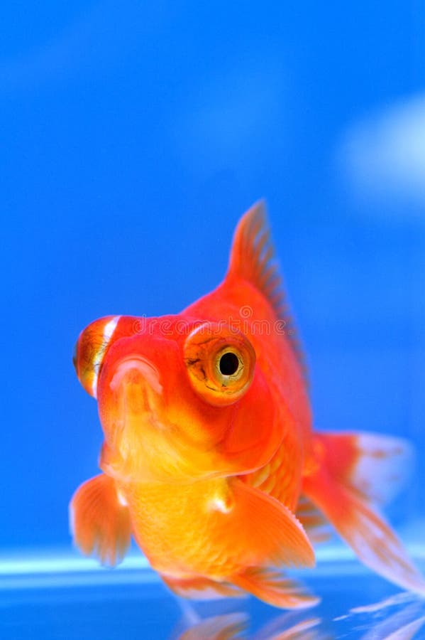 Poisson Rouge œil De Dragon