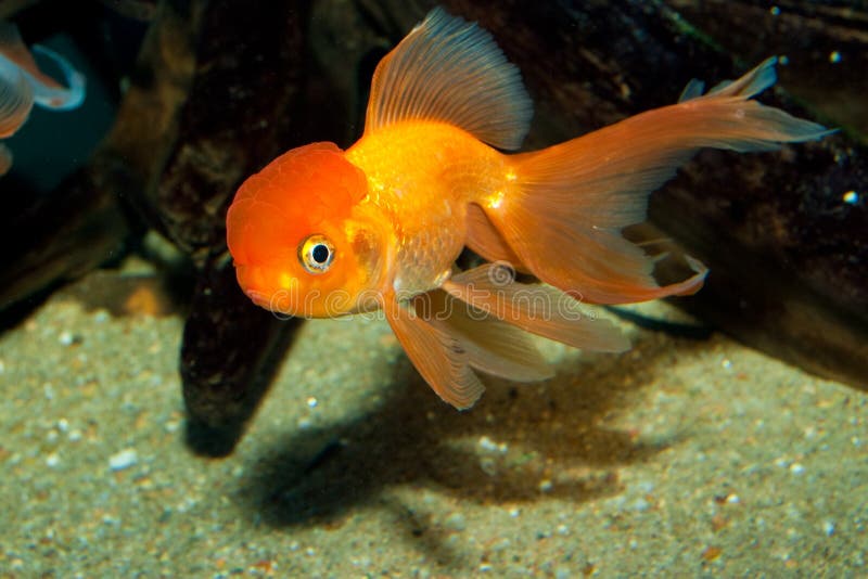 Poisson Rouge Dans L'aquarium Sur Le Fond Bleu Photo stock - Image du ...