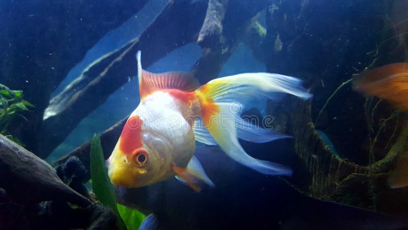 Mon Aquarium Avec Le Poisson Rouge De Queue De Voile Photo stock ...