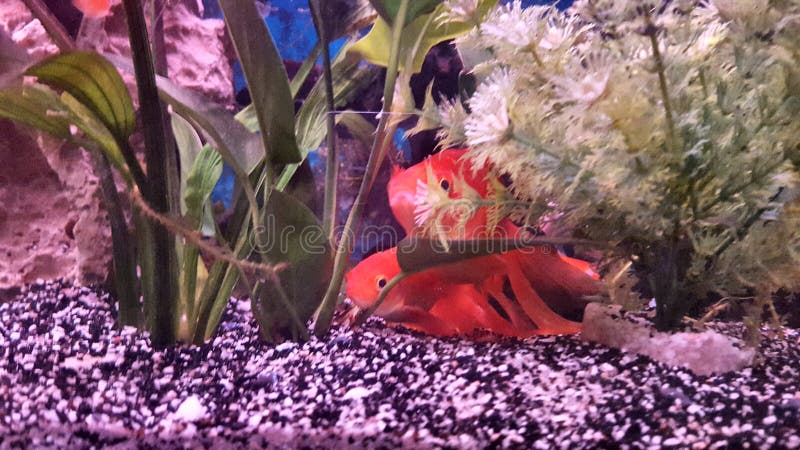 Mon Aquarium Avec Le Poisson Rouge De Queue De Voile Photo stock ...