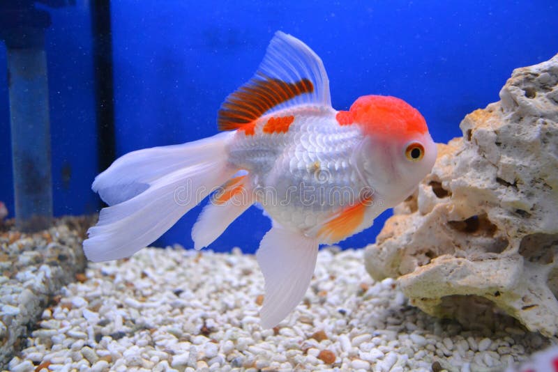 Poisson rouge de Shubunkin image stock. Image du taille - 98752591