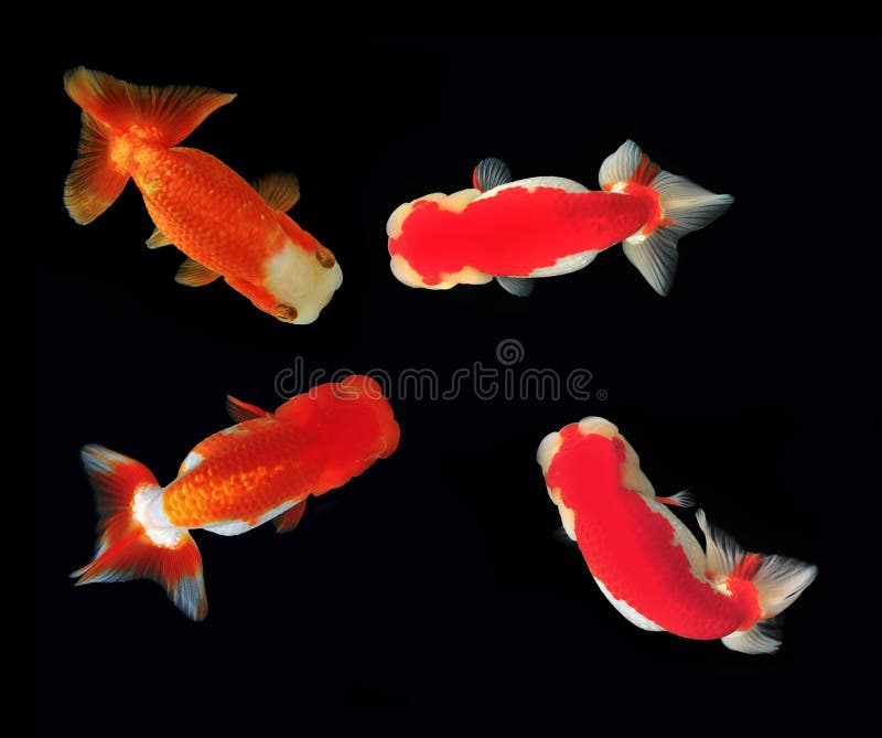 Poisson Rouge De Tête De Lion De Ranchu Image stock - Image du animal ...