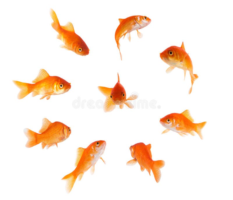 Groupe Des Poissons De Poisson Rouge Et De Koi Et Du Poisson Rouge D ...