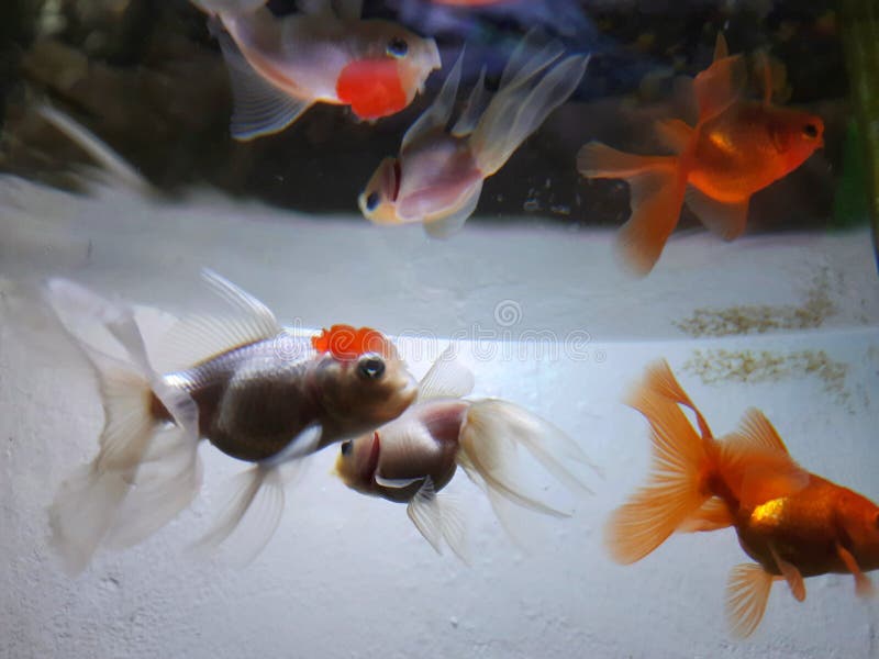 Poisson Rouge En Cuves Et Son Reflet Photo stock - Image du cuisine ...