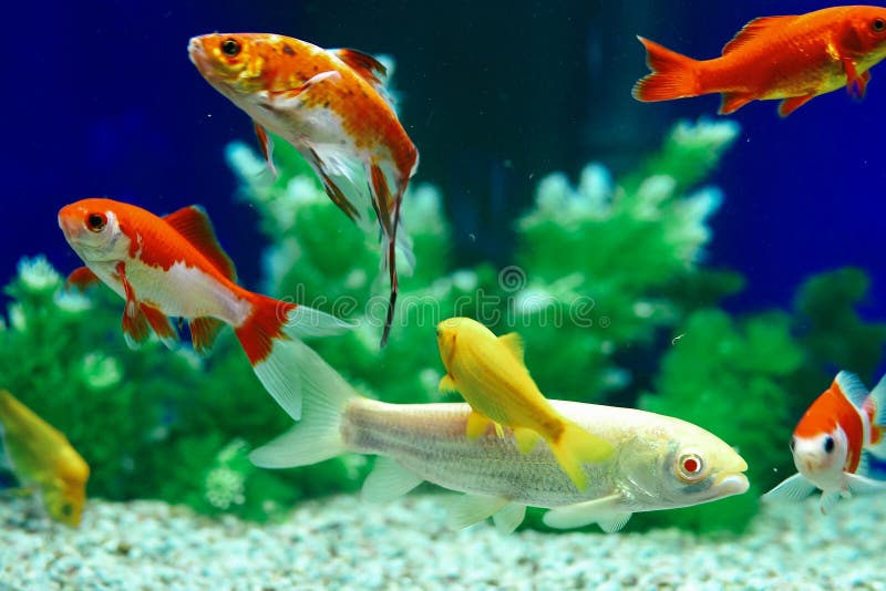 Poisson Rouge Jaune Et Rouge Dans L'aquarium Photo stock - Image du ...