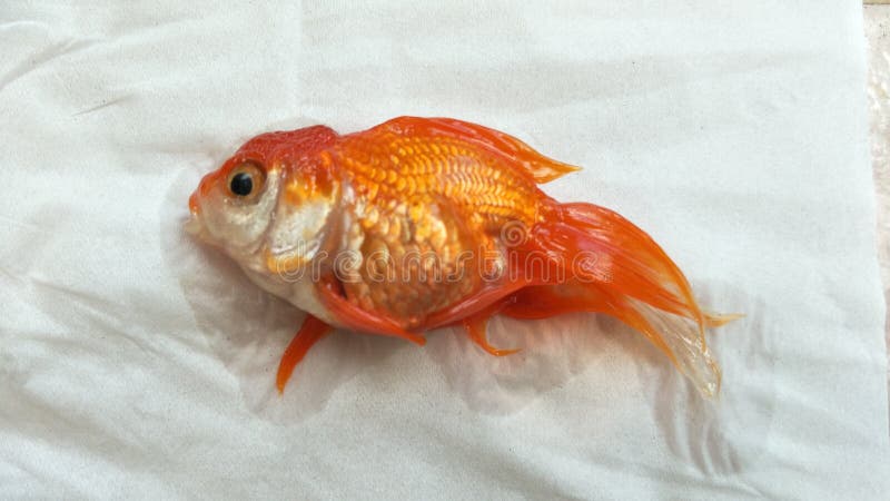 Goldfish mort photo stock. Image du souffrant, oeil, toujours - 3815118