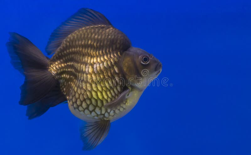 Poisson Rouge Noir Dans Le Macro Tir Image stock - Image du fond ...