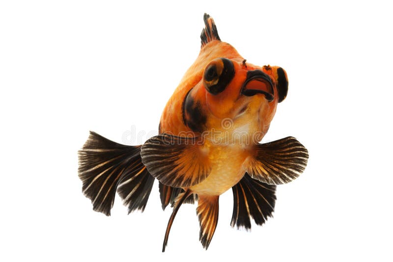 Poisson Rouge Noir Et Rouge Image stock - Image du poissons, vivacité ...