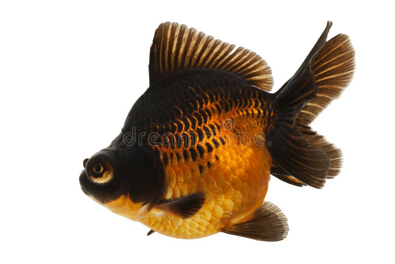 Poisson Rouge Noir Et Rouge Photo stock - Image of natation, domestique ...