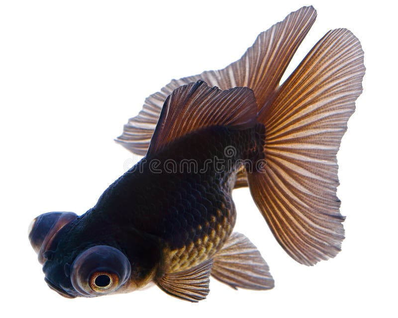 9,857 Photos de Poisson Rouge Noir Et Rouge - Photos de stock gratuites ...