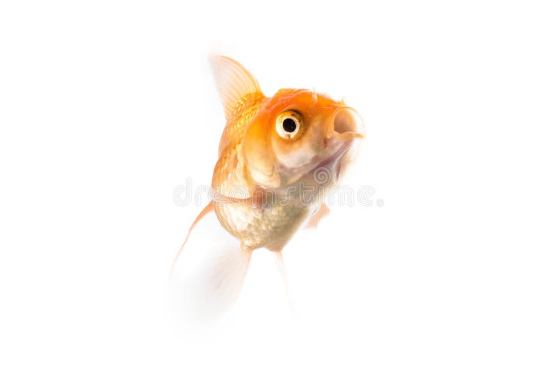 Poisson Rouge Orange D'isolement Sur Le Fond Blanc Image stock - Image ...