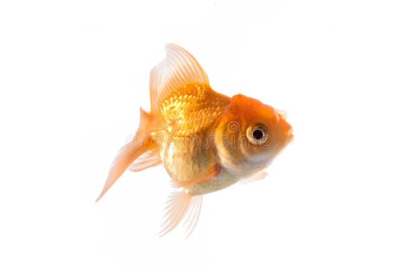 Poisson Rouge Orange D'isolement Sur Le Fond Blanc Image stock - Image ...