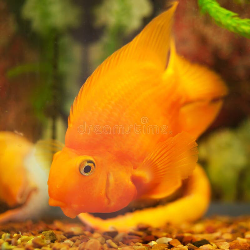 Poisson Rouge Orange D'isolement Sur Le Fond Blanc Photo stock - Image ...