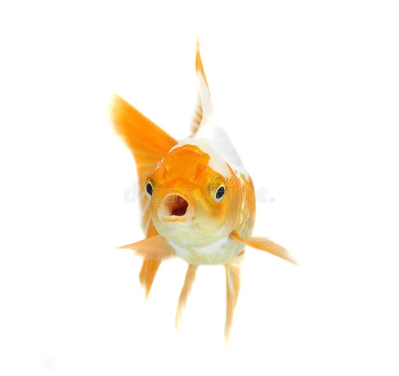 Poisson Rouge Orange Sur Le Fond Blanc Image stock - Image du ...