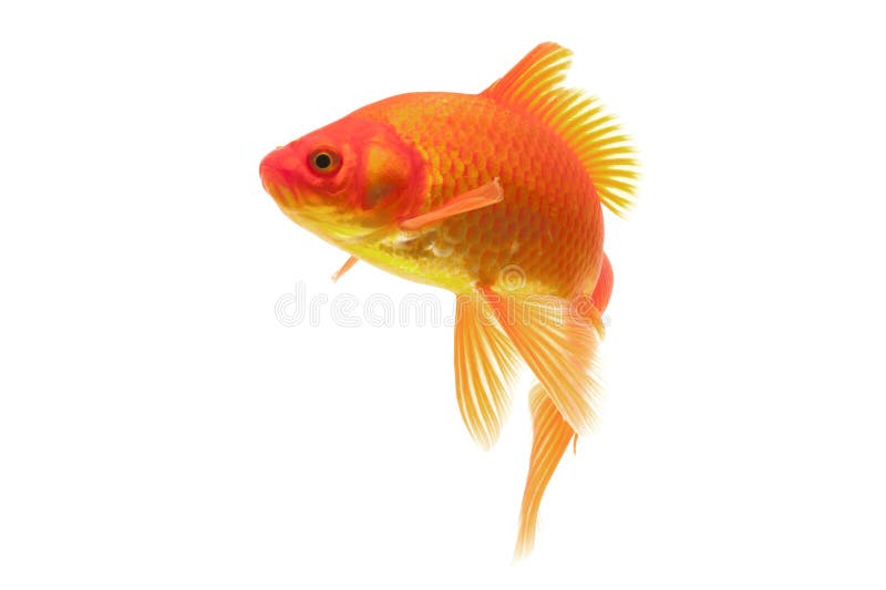 Poisson rouge rouge image stock. Image du rouge, jaune - 28982545