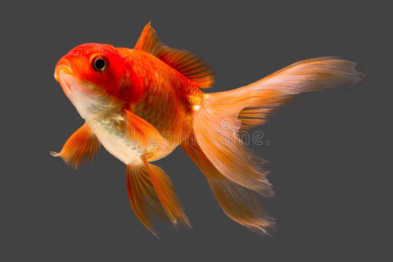Oranda Poisson Rouge De Couleur Orange Et Blanche Rare Race Commerciale ...
