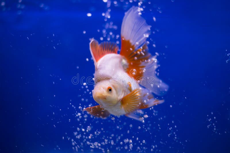 Poisson rouge Ryukin photo stock. Image du fond, couleur - 61143272