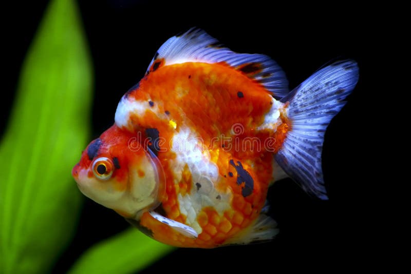 Poisson Rouge Tricolore De Ryukin Photo stock - Image du paire ...