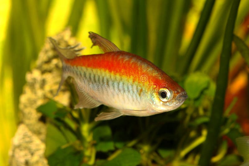 Poisson Tetra Congolais Phénacogramme Interruptus Image stock - Image ...