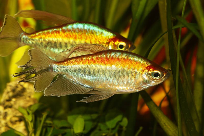Poisson Tetra Congolais Phénacogramme Interruptus Image stock - Image ...